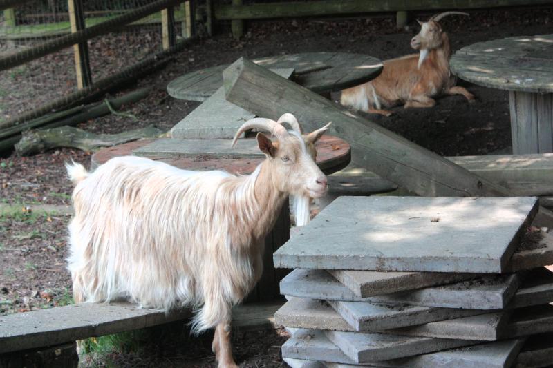Goat Enrichment: The Importance of Mental Health - Goat Journal